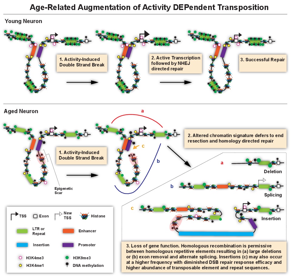 Activity DEPendent Transposition (ADEPT) and the Aging Brain | Opera Medica et Physiologica